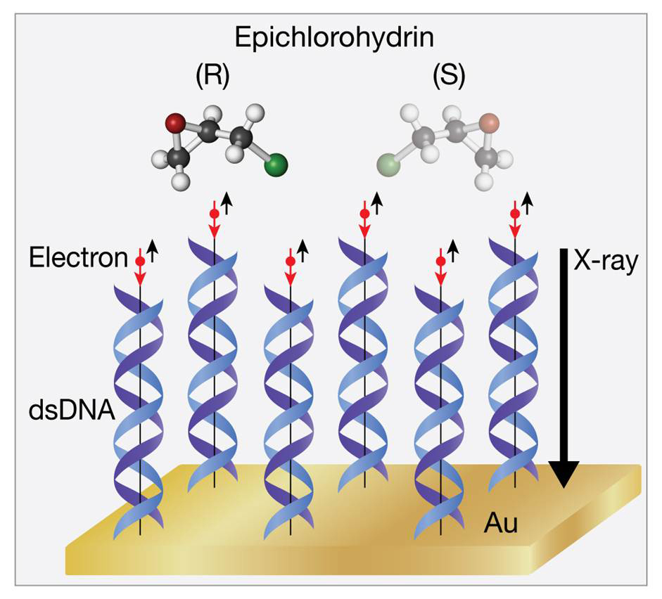 A Two Handed Approach To Solving A Chirality Mystery Advanced Photon Source
